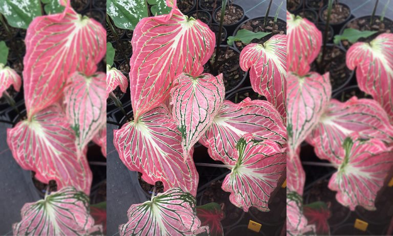 Caladium Thai Beauty – Leaves of History - Odd Spot Plants