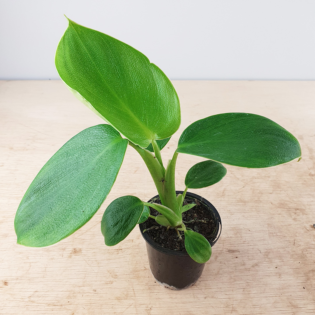 Philodendron rugosum - Odd Spot Plants