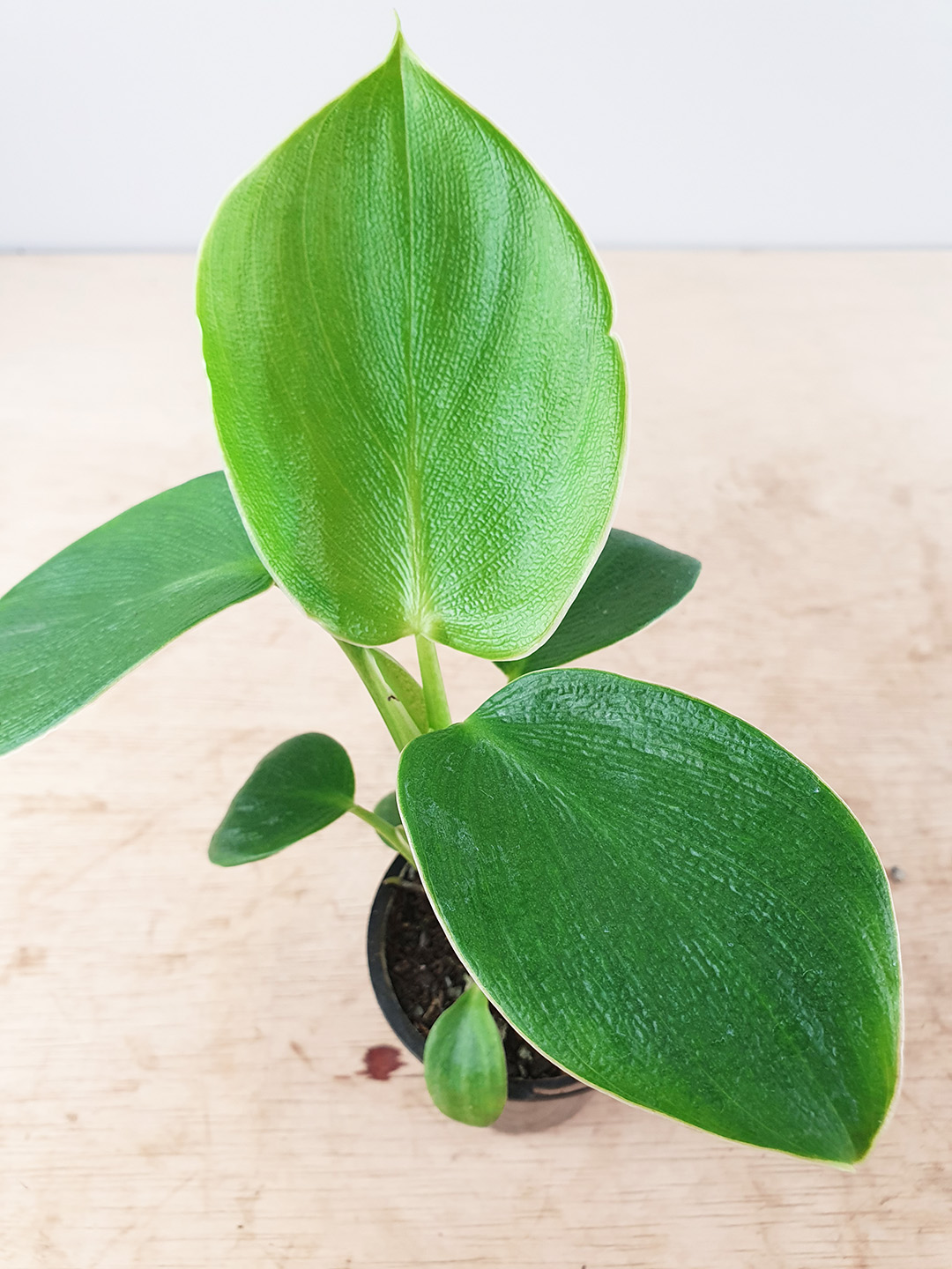 Philodendron rugosum - Odd Spot Plants