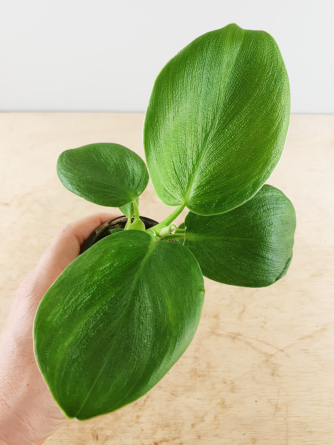 Philodendron rugosum - Odd Spot Plants