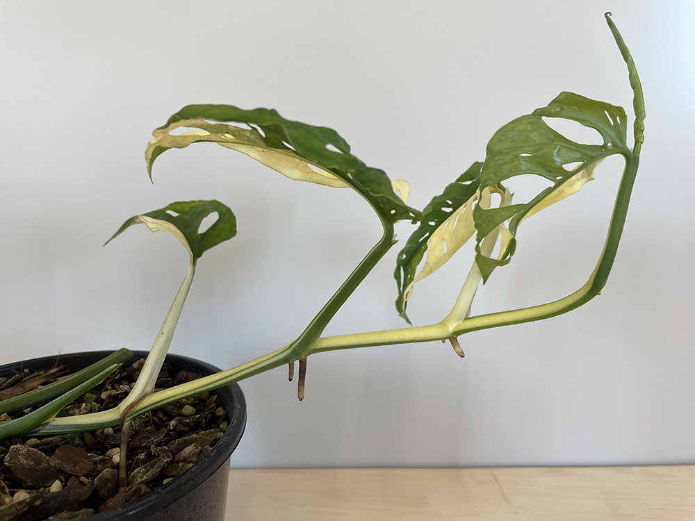 Variegated Monstera adansonii - Odd Spot Plants