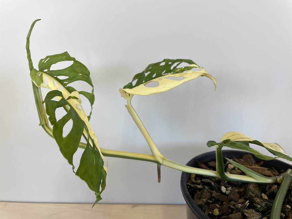 Variegated Monstera adansonii - Odd Spot Plants