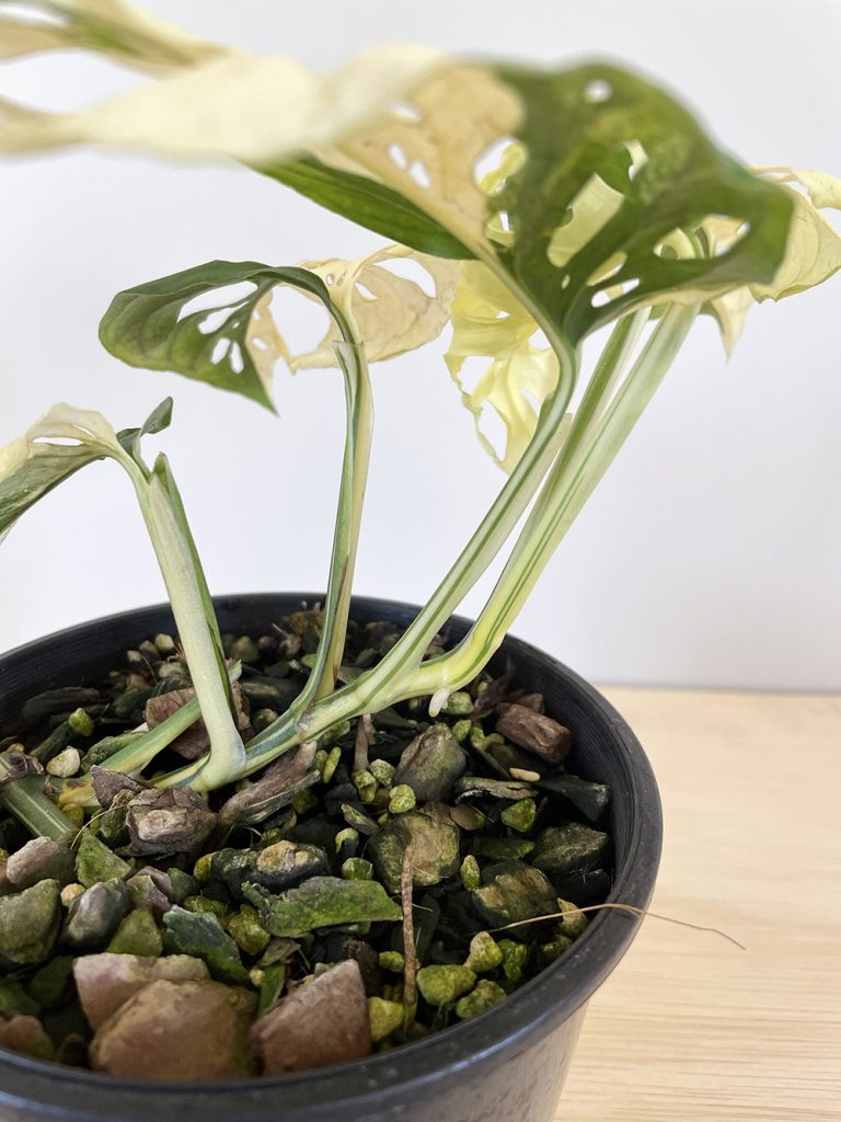 Variegated Monstera adansonii - Odd Spot Plants