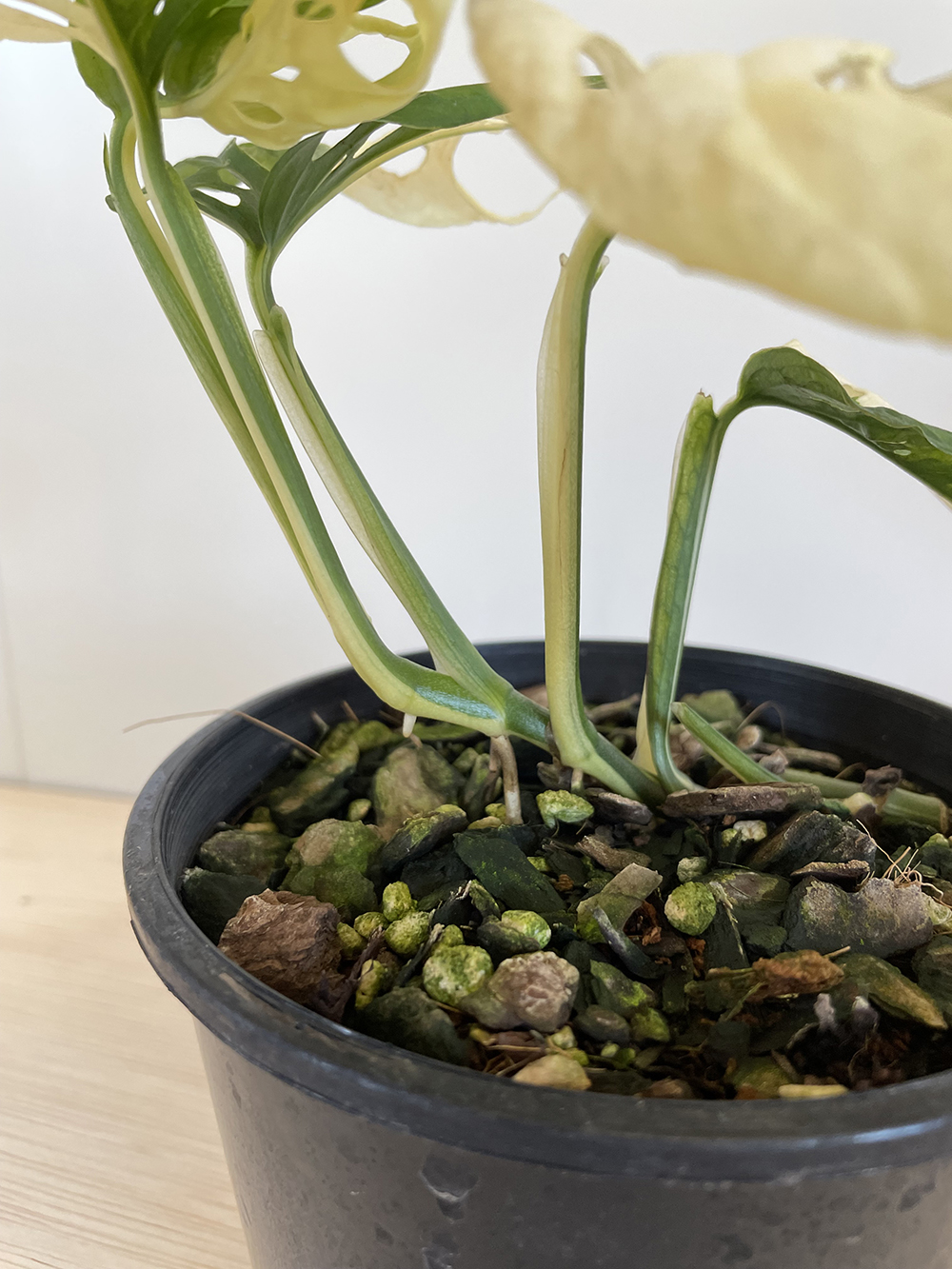 Variegated Monstera adansonii - Odd Spot Plants