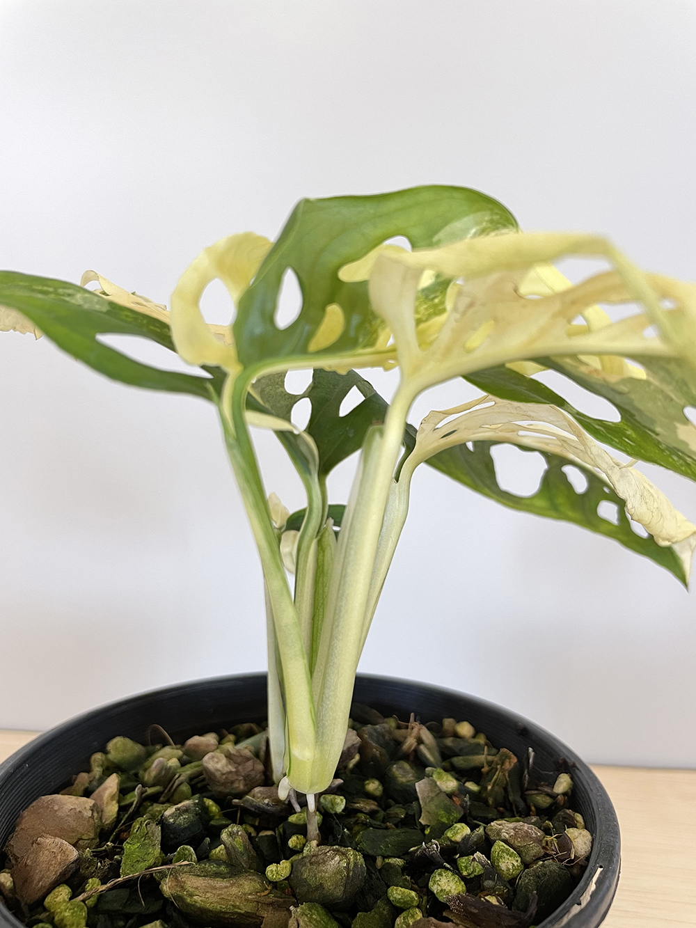 Variegated Monstera adansonii - Odd Spot Plants