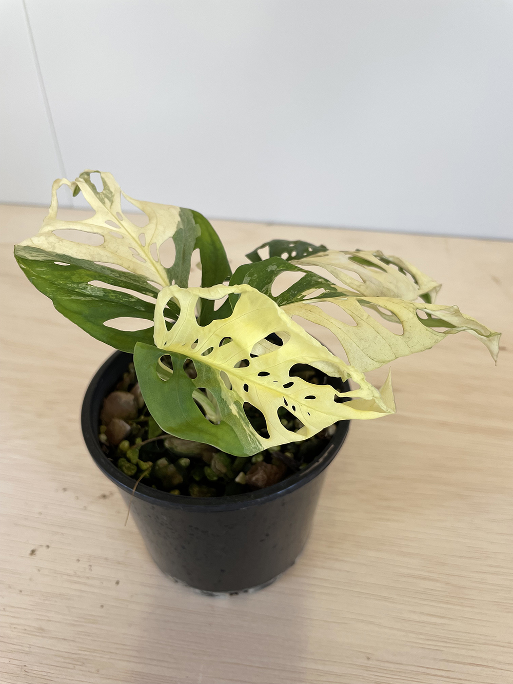 Variegated Monstera adansonii - Odd Spot Plants