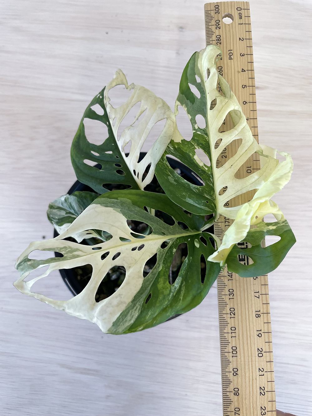 Variegated Monstera adansonii - Odd Spot Plants