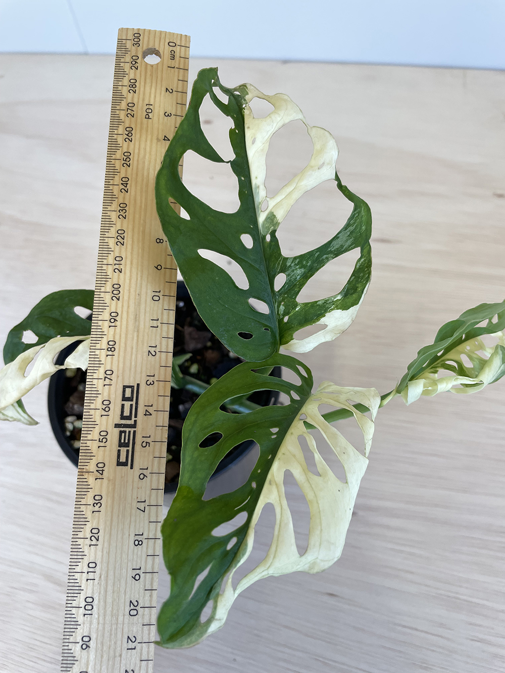 Variegated Monstera adansonii - Odd Spot Plants