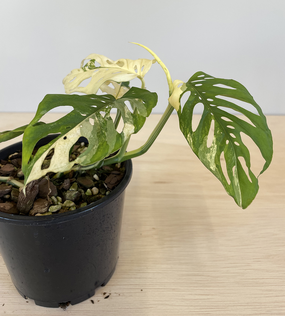 Variegated Monstera adansonii - Odd Spot Plants