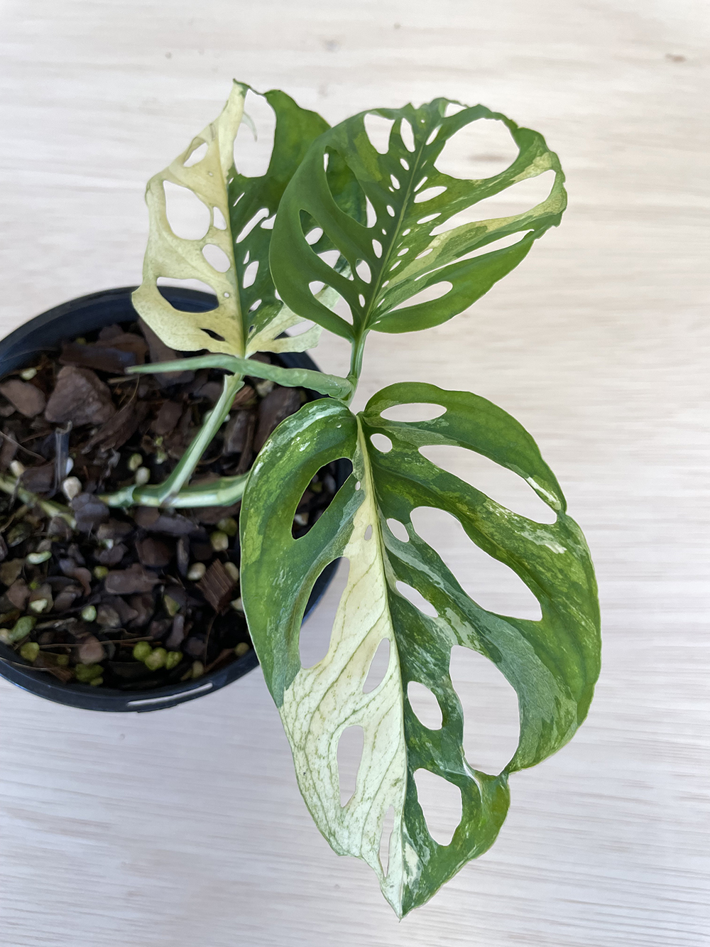 Variegated Monstera adansonii - Odd Spot Plants
