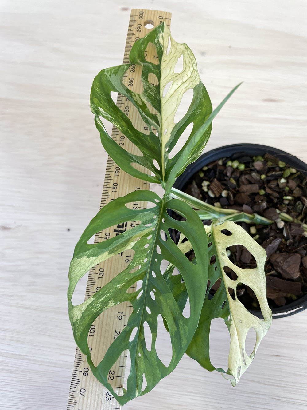 Variegated Monstera adansonii - Odd Spot Plants