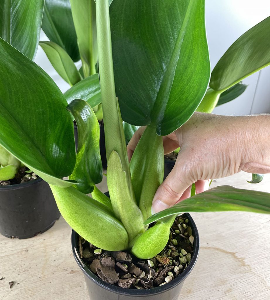 Philodendron martianum "Fat Boy" - Odd Spot Plants