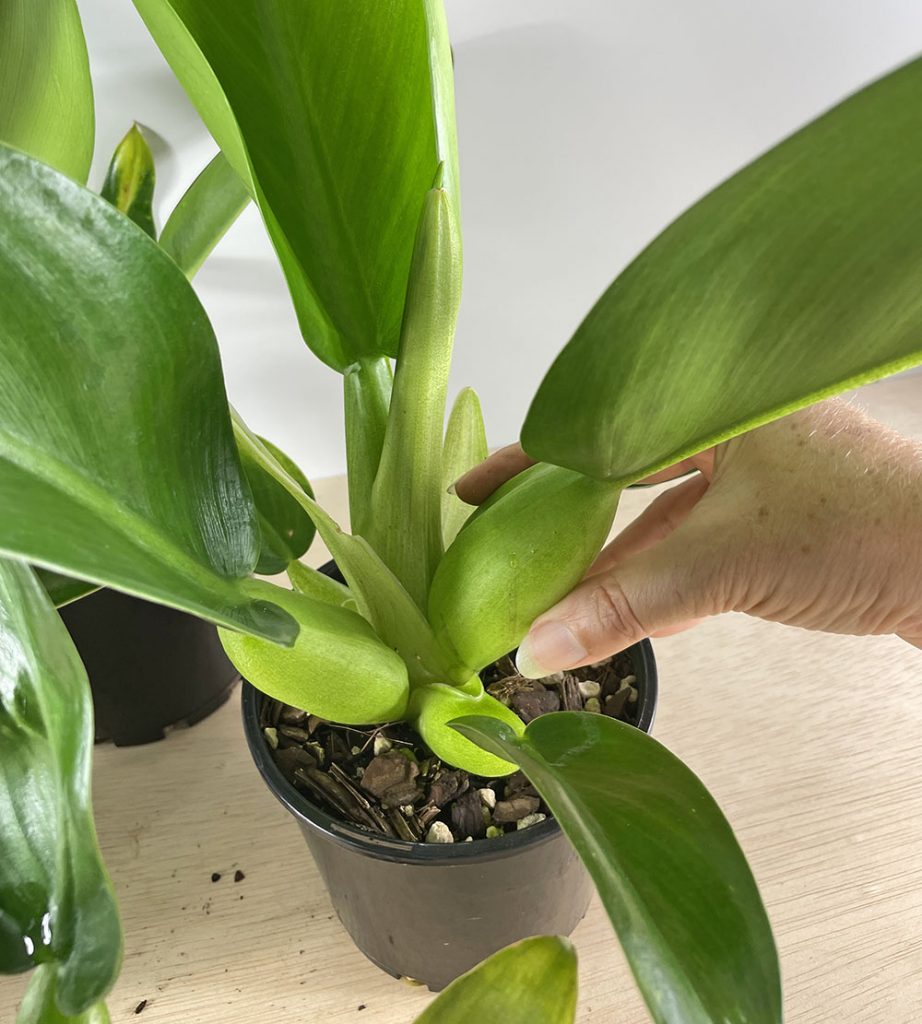 Philodendron martianum "Fat Boy" - Odd Spot Plants
