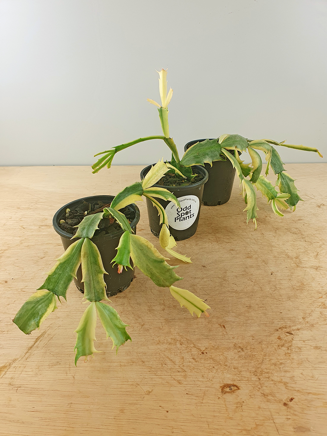 Schlumbergera truncata - Zygocactus - Odd Spot Plants