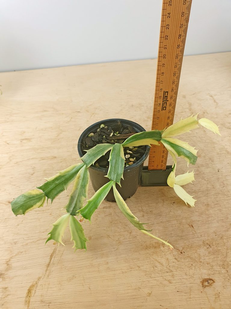 Schlumbergera truncata - Zygocactus - Odd Spot Plants
