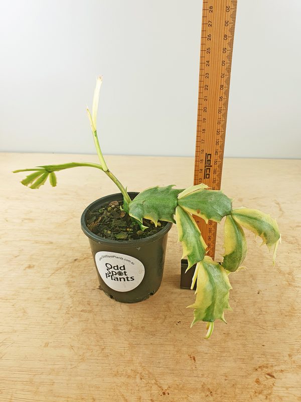 Schlumbergera truncata - Zygocactus - Odd Spot Plants