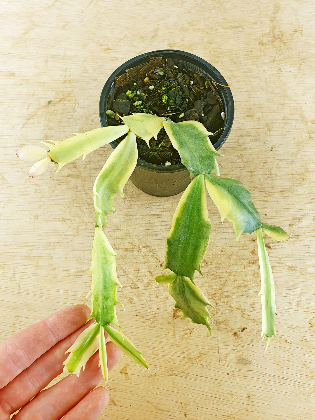 Schlumbergera truncata - Zygocactus - Odd Spot Plants