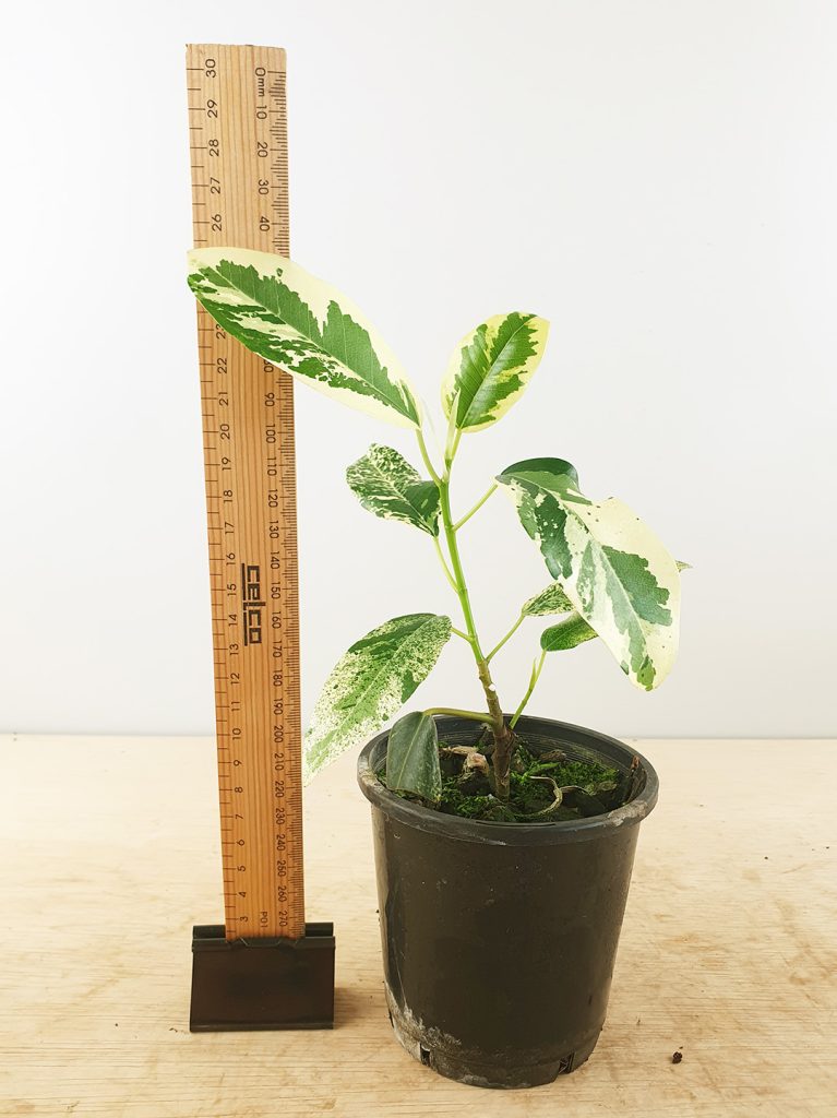 Variegated Ficus rubiginosa (Port Jackson Fig) - Odd Spot Plants
