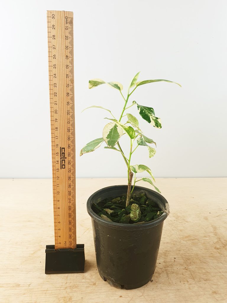 Variegated Ficus rubiginosa (Port Jackson Fig) - Odd Spot Plants