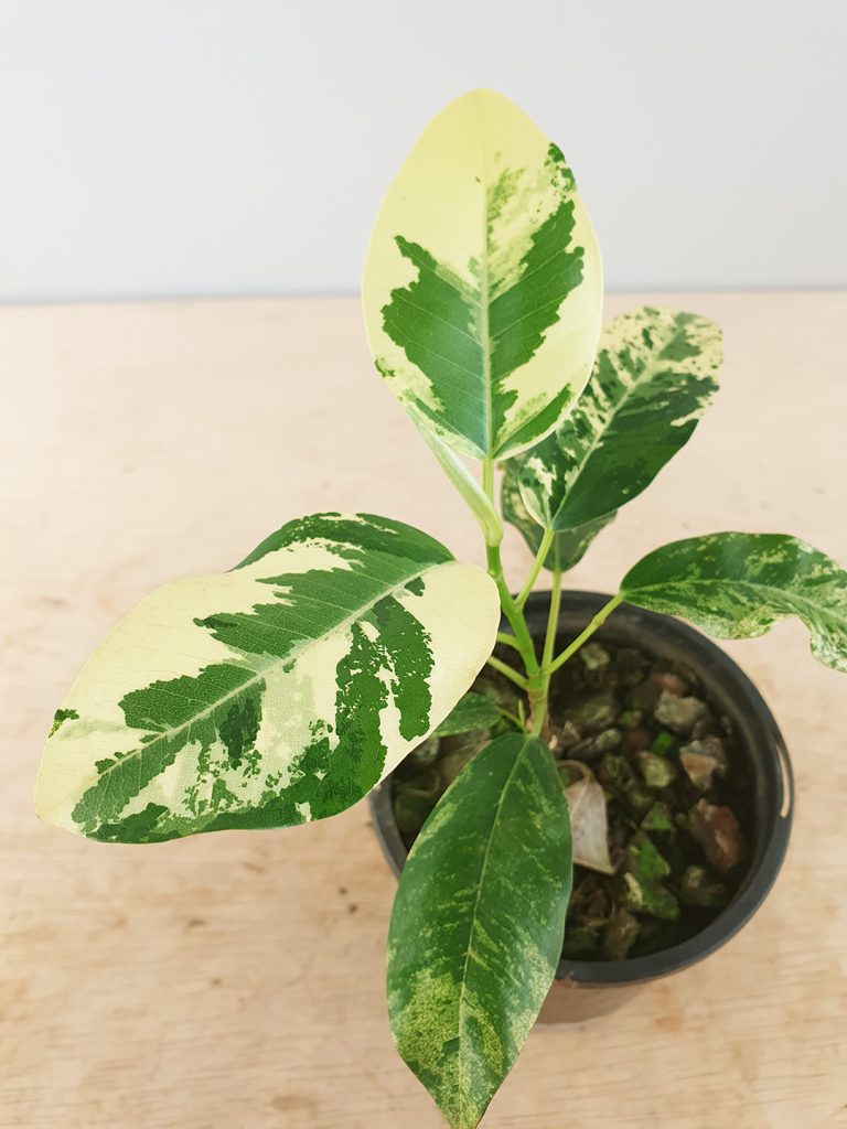 Variegated Ficus rubiginosa (Port Jackson Fig) - Odd Spot Plants
