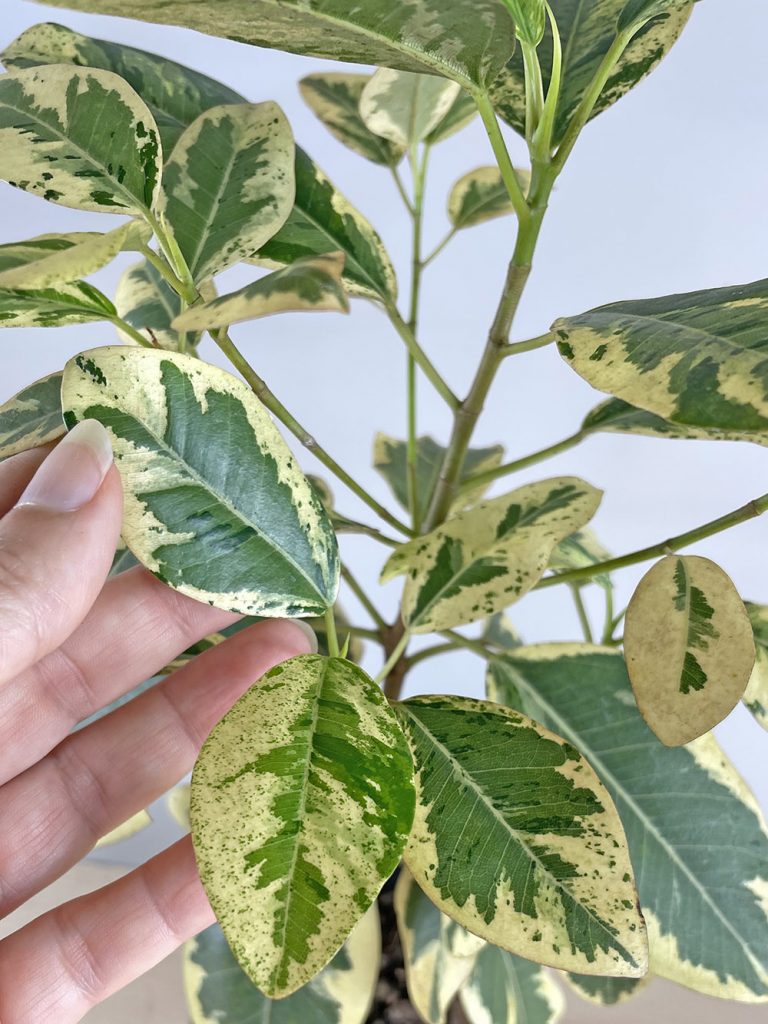 Variegated Ficus rubiginosa (Port Jackson Fig) - Odd Spot Plants