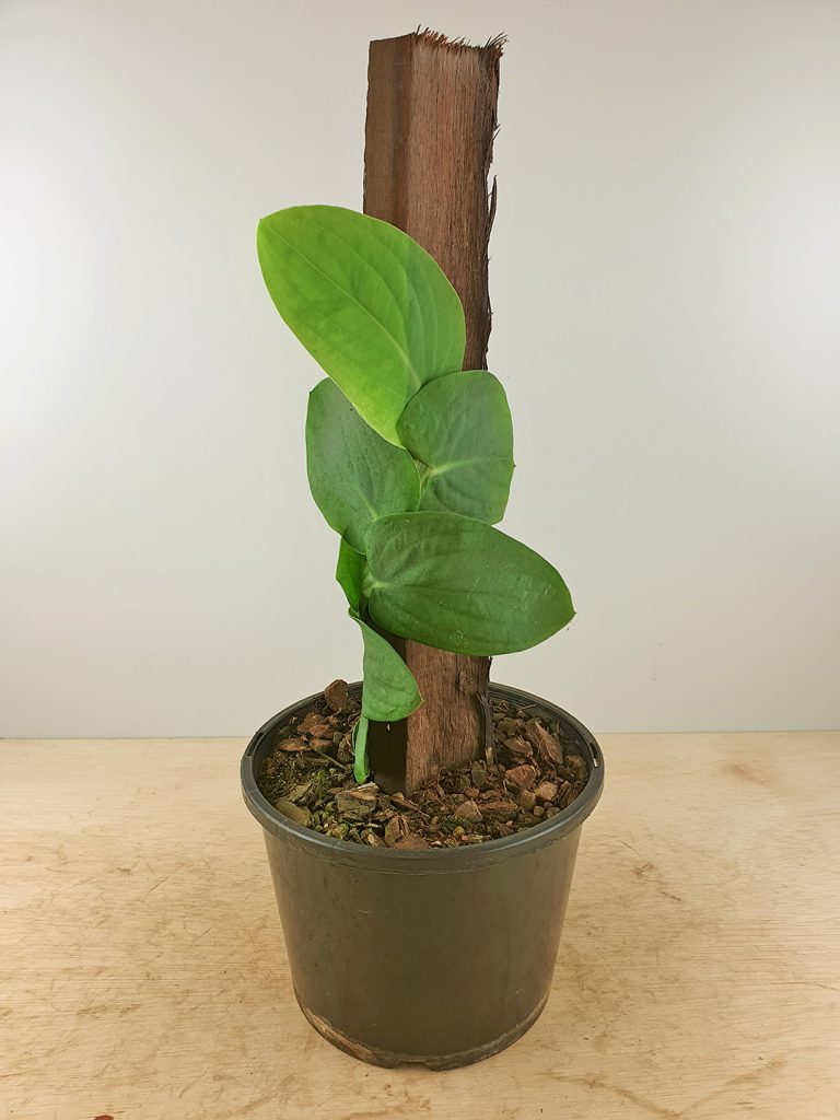 Rhaphidophora korthalsii - Odd Spot Plants