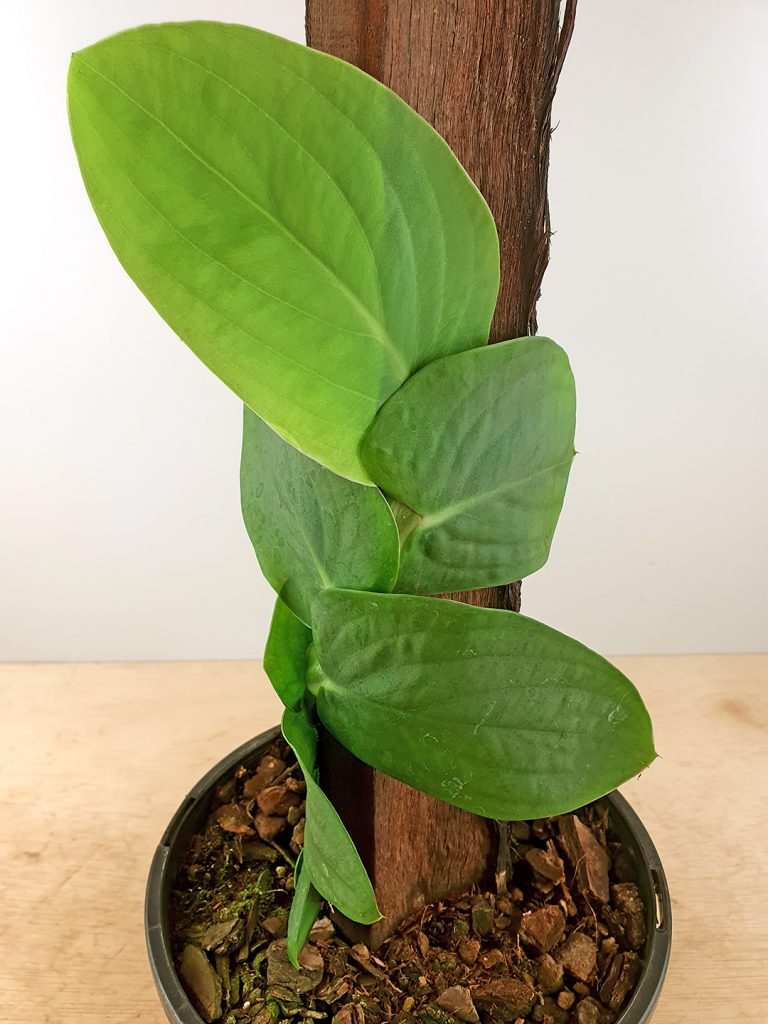 Rhaphidophora korthalsii - Odd Spot Plants