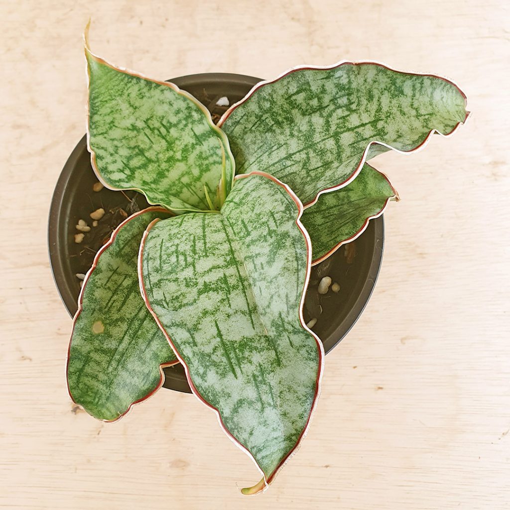 Sansevieria kirkii 'Silver Blue' - Odd Spot Plants