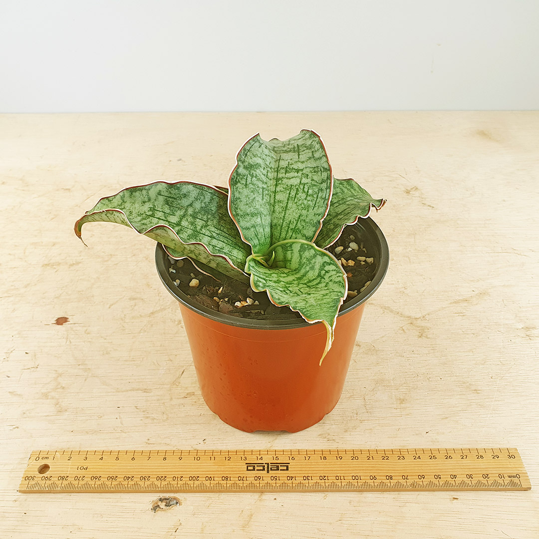 Sansevieria kirkii 'Silver Blue' - Odd Spot Plants