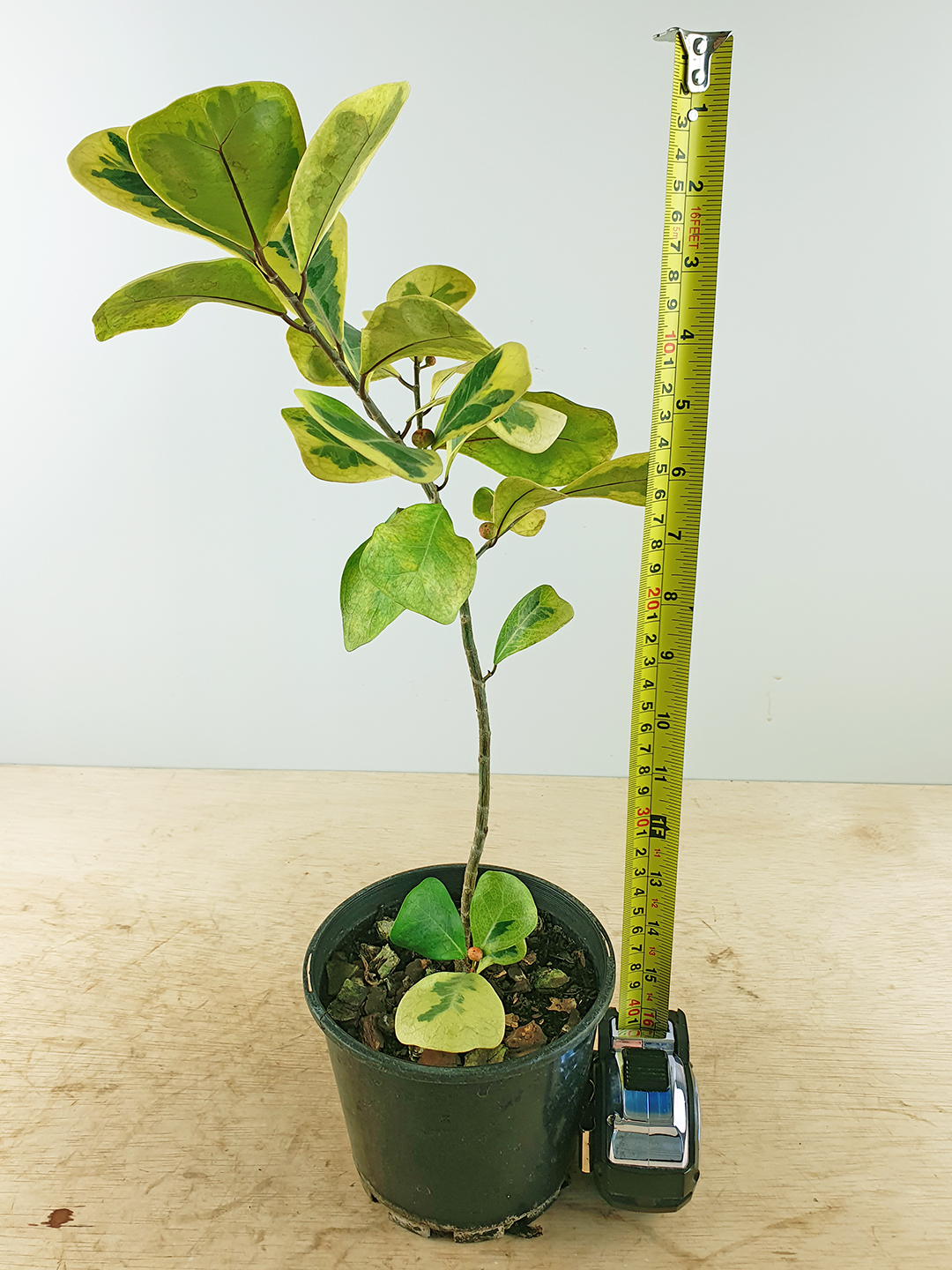 Variegated Ficus triangularis - Odd Spot Plants