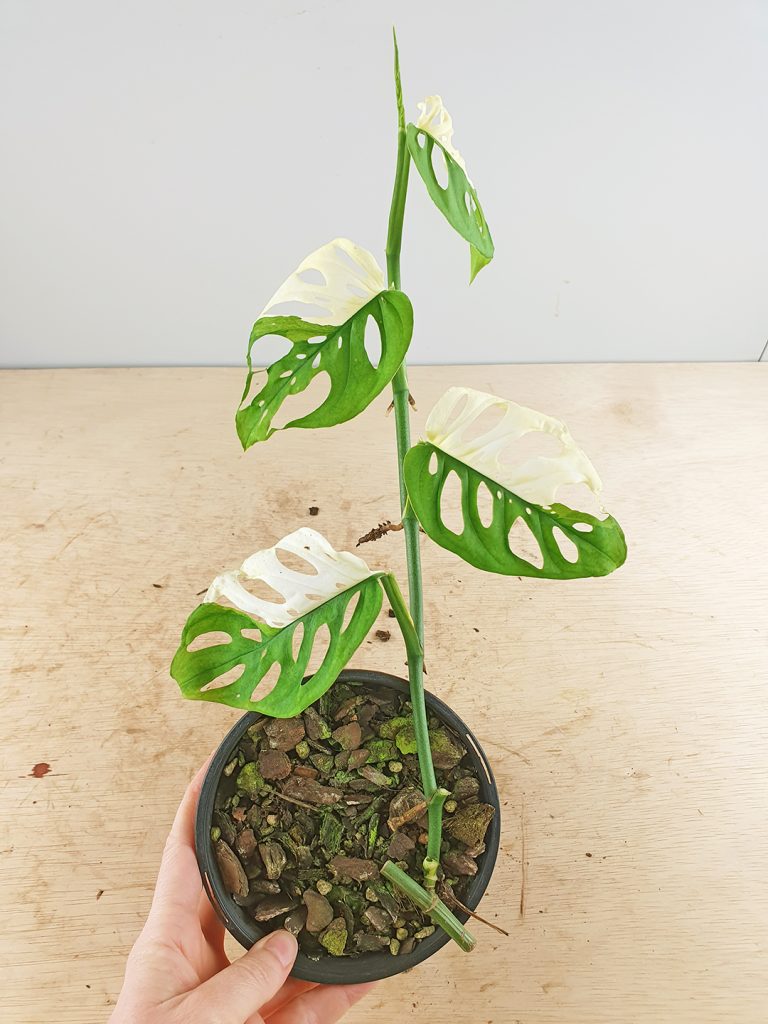 Variegated Monstera adansonii - Odd Spot Plants