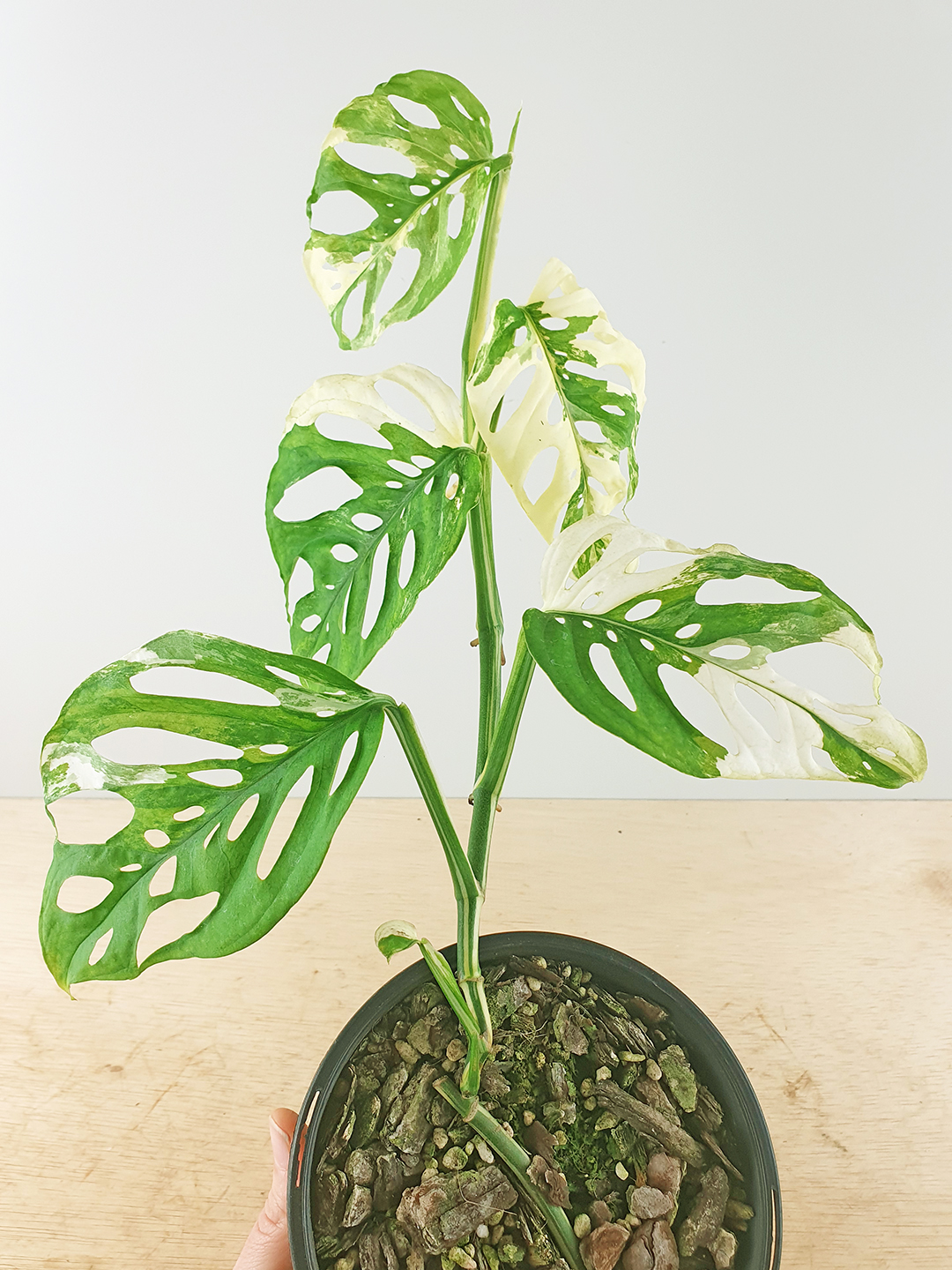 Variegated Monstera adansonii - Odd Spot Plants