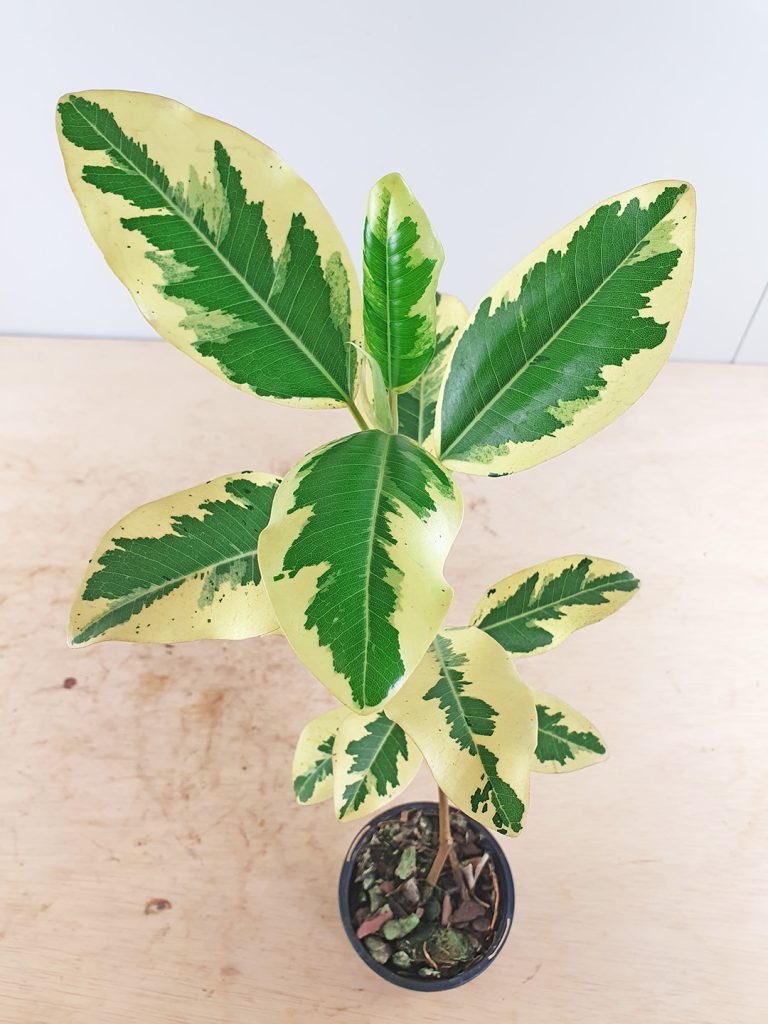 Variegated Ficus rubiginosa (Port Jackson Fig) - Odd Spot Plants