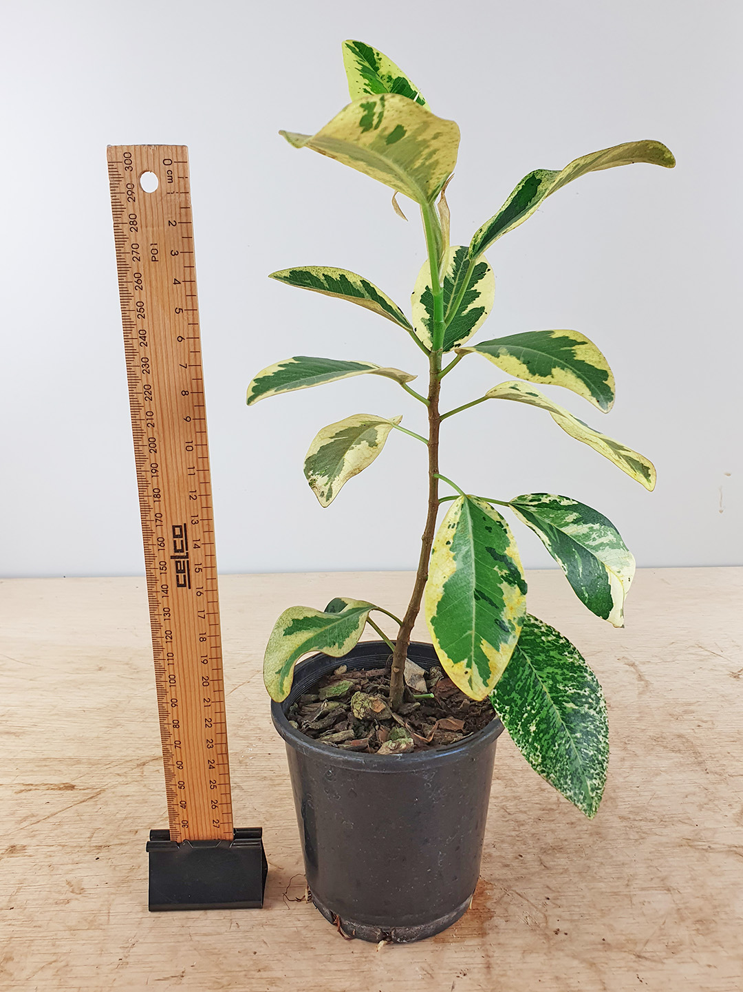 Variegated Ficus rubiginosa (Port Jackson Fig) - Odd Spot Plants
