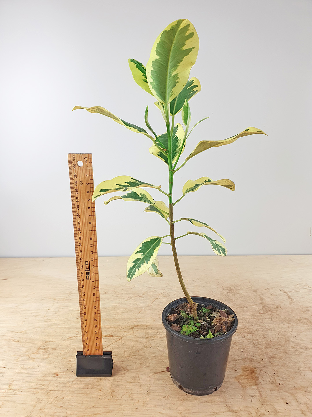 Variegated Ficus rubiginosa (Port Jackson Fig) - Odd Spot Plants