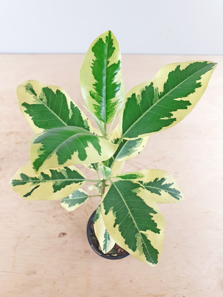 Variegated Ficus rubiginosa (Port Jackson Fig) - Odd Spot Plants
