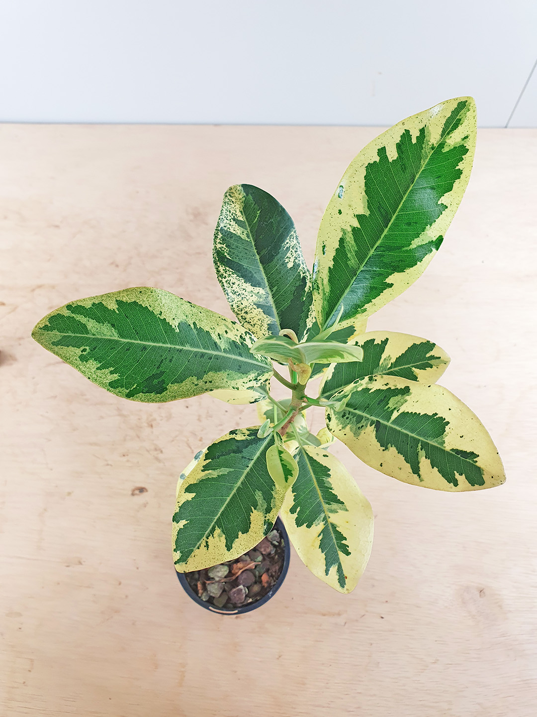Variegated Ficus rubiginosa (Port Jackson Fig) - Odd Spot Plants