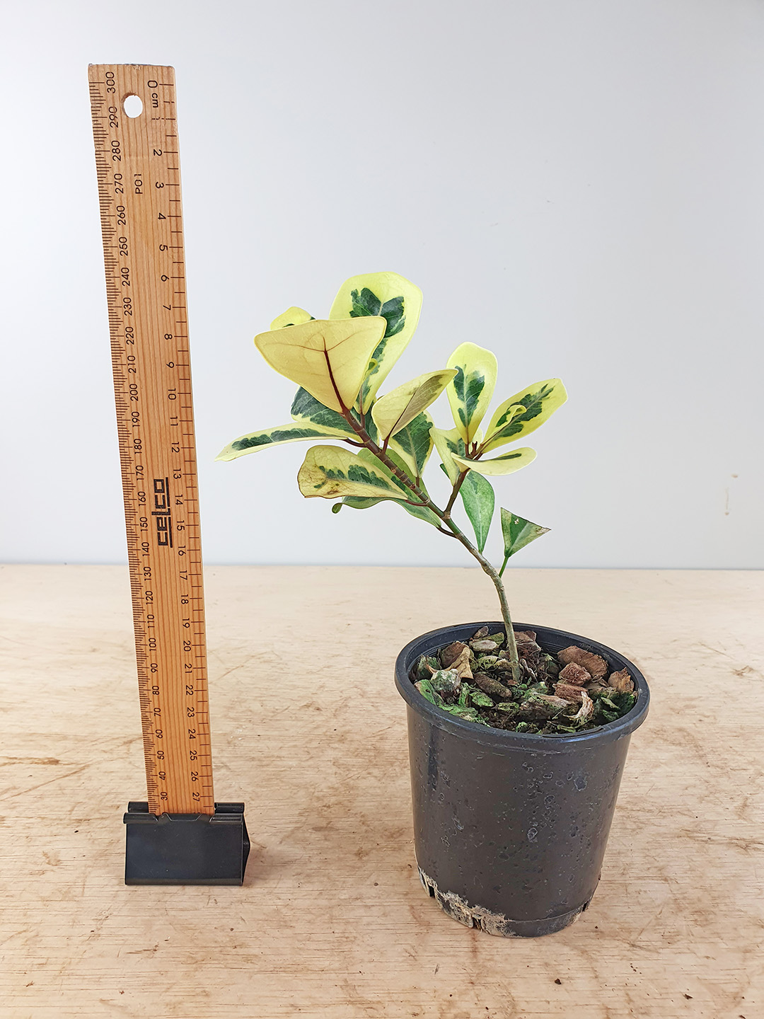 Variegated Ficus triangularis - Odd Spot Plants