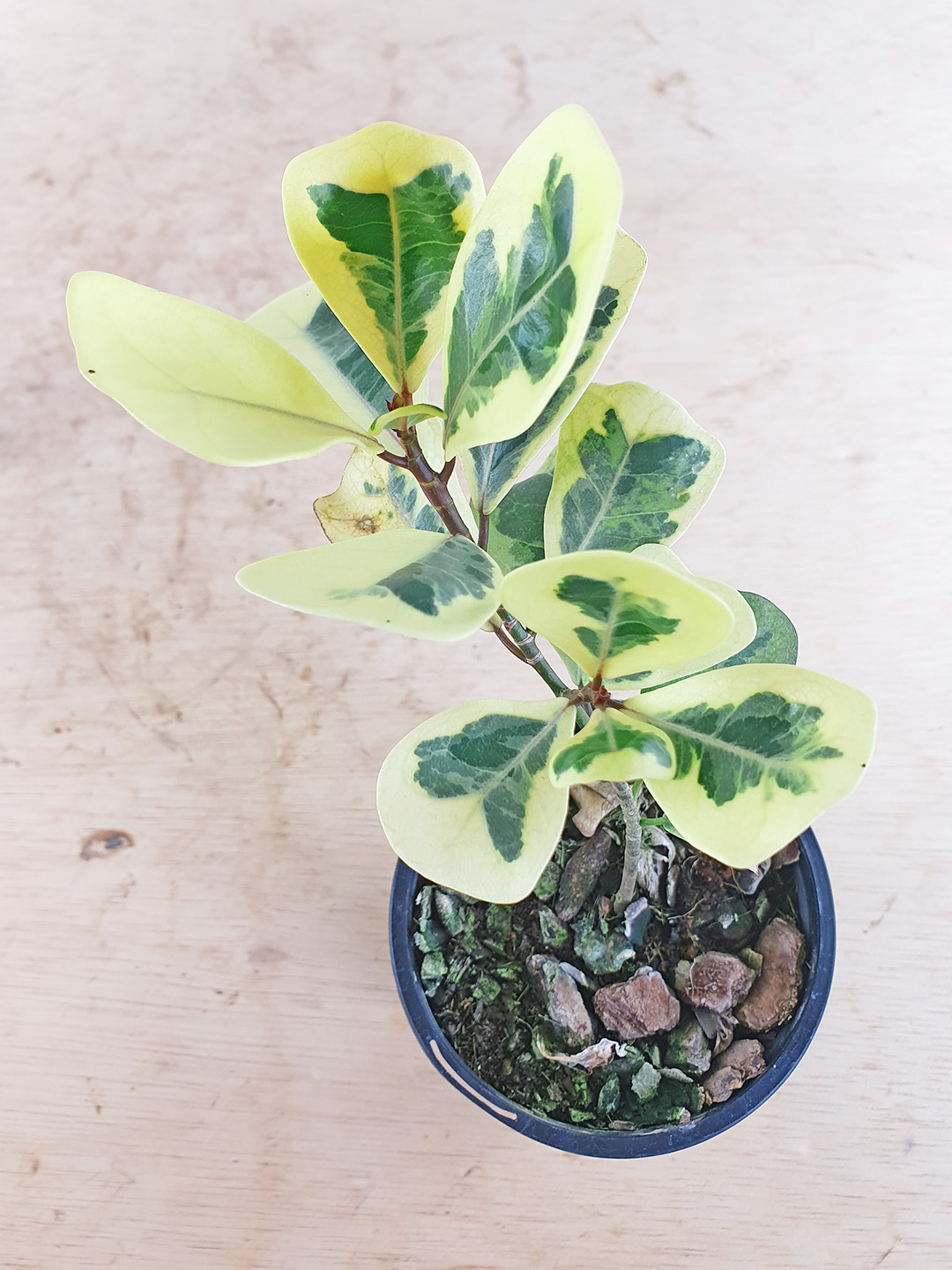 Variegated Ficus triangularis - Odd Spot Plants