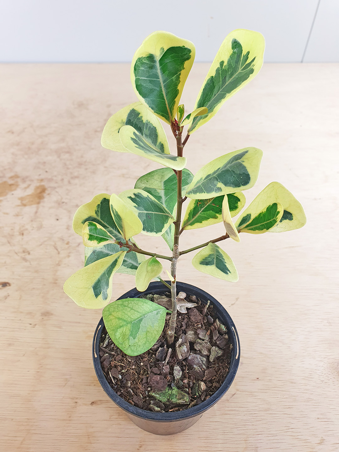 Variegated Ficus triangularis - Odd Spot Plants