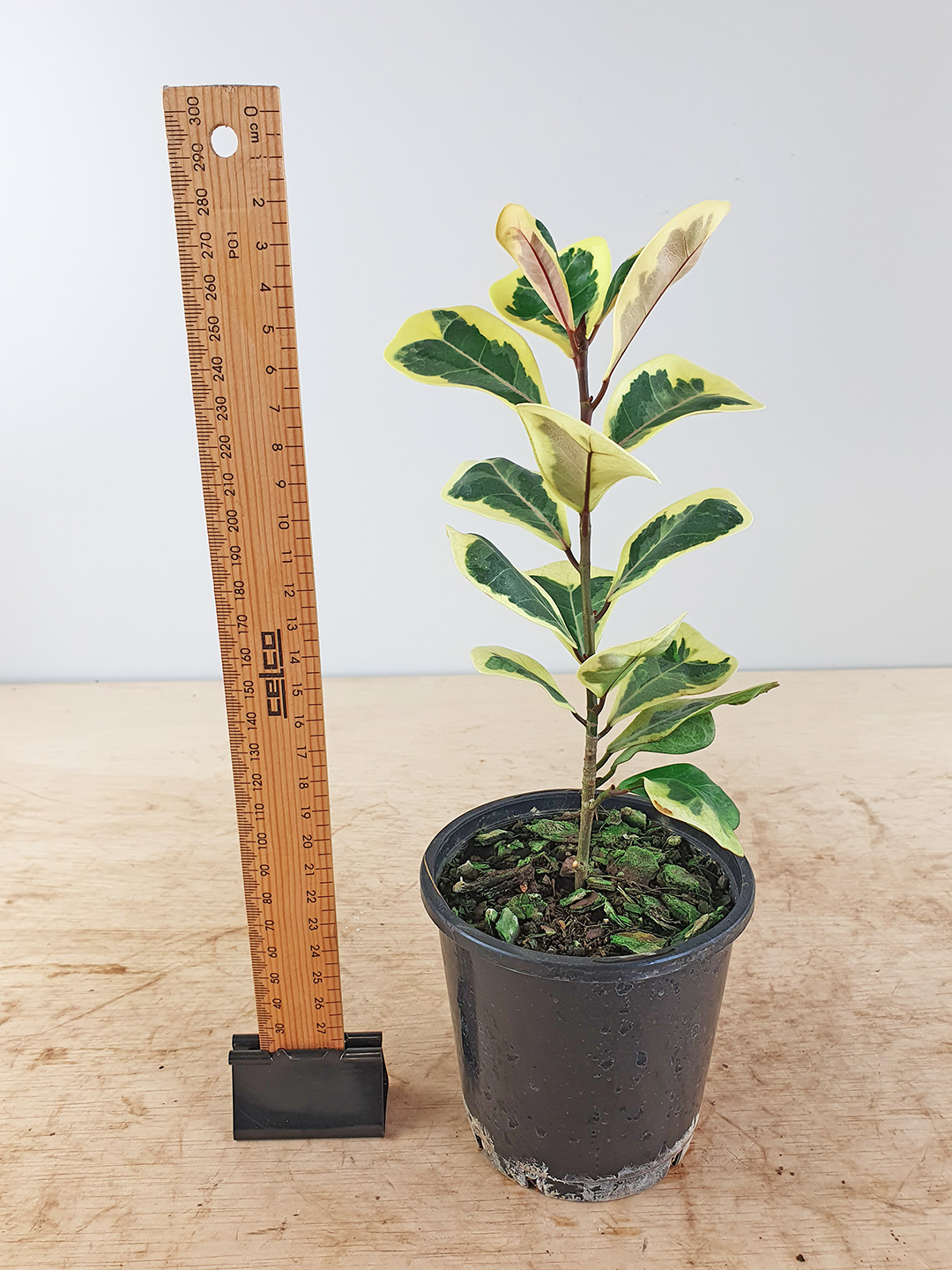 Variegated Ficus triangularis - Odd Spot Plants
