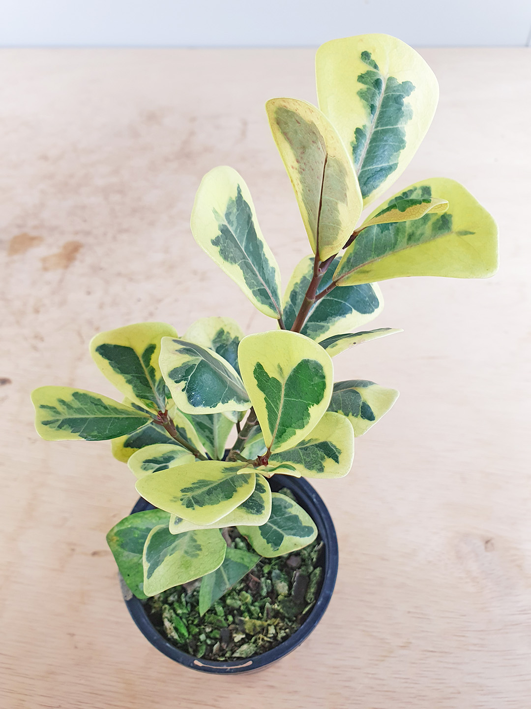 Variegated Ficus triangularis - Odd Spot Plants