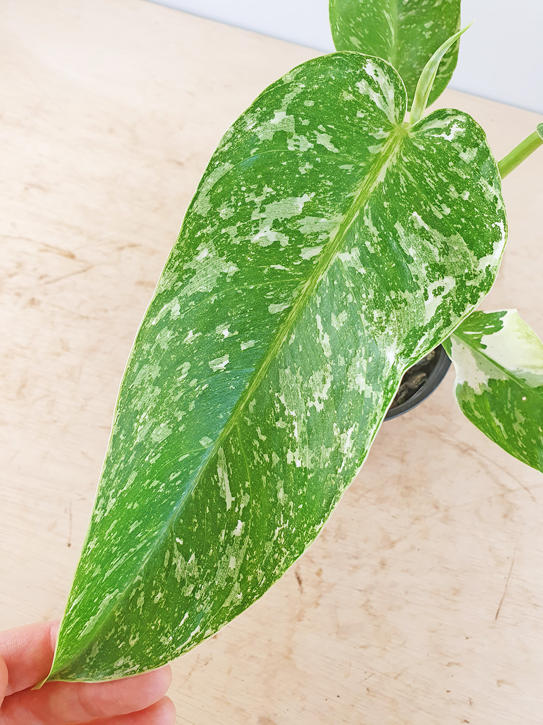 Philodendron "Jose Buono" #PJB-9-A - Odd Spot Plants