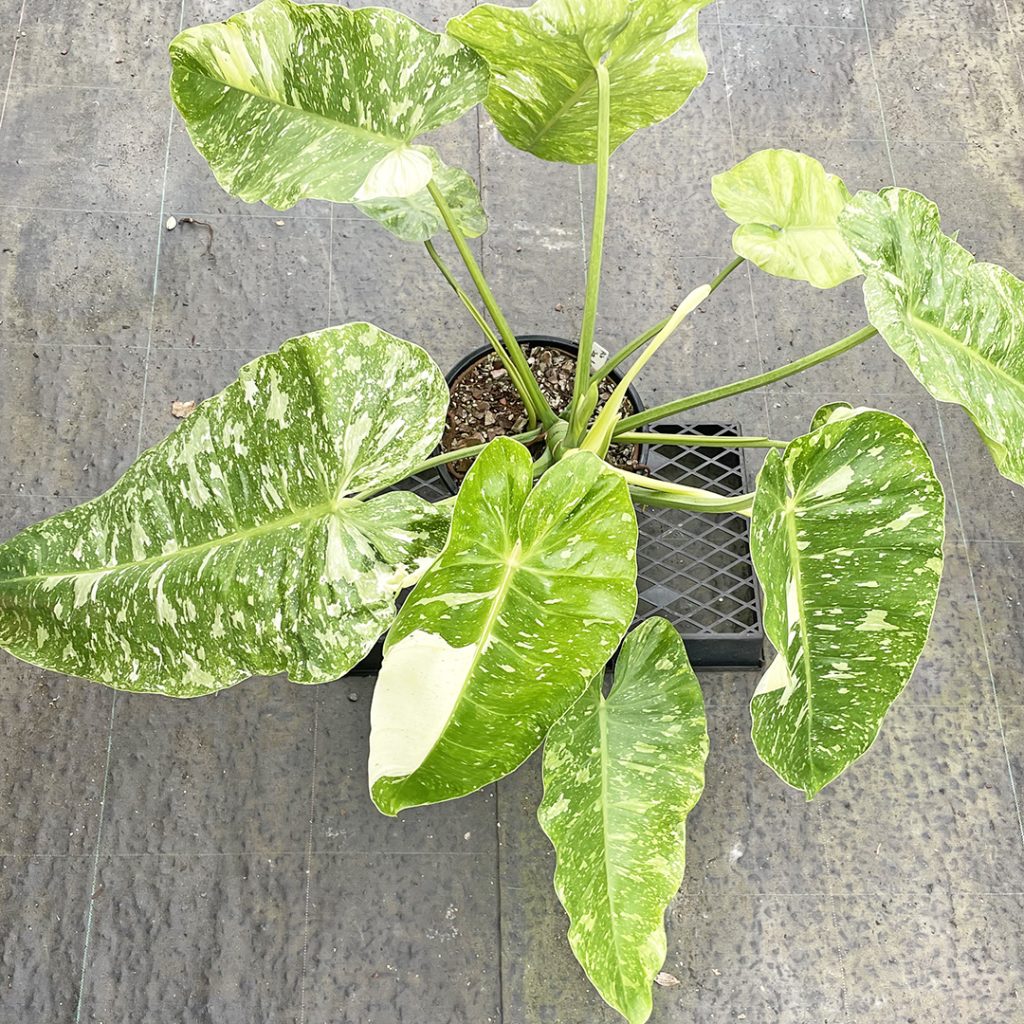 Philodendron "Jose Buono" - Odd Spot Plants