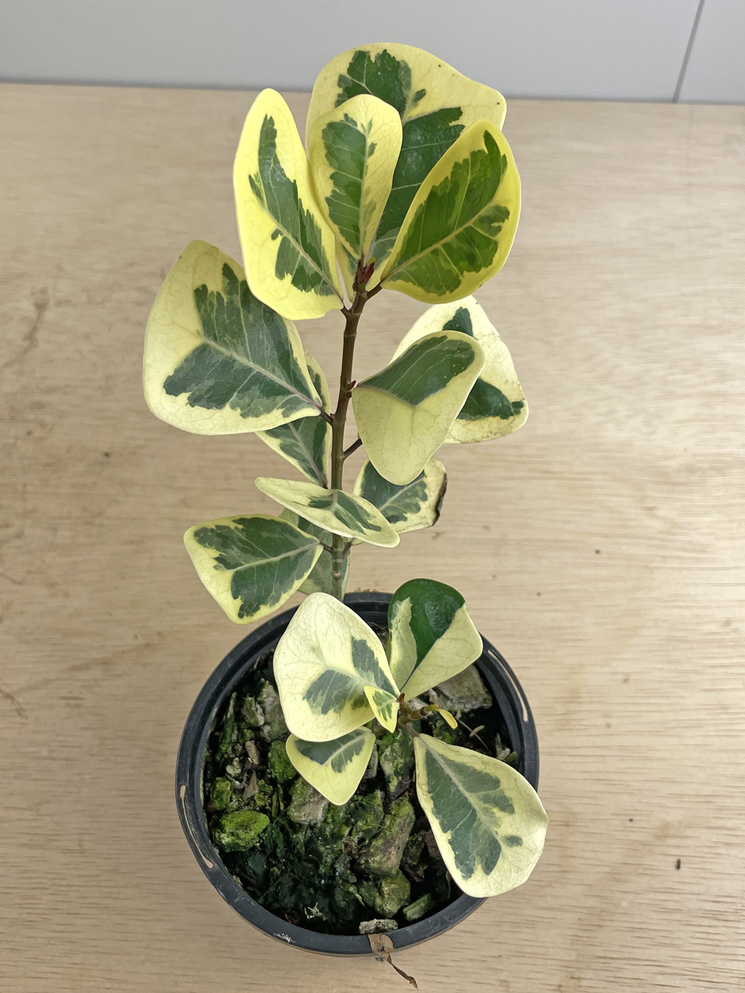 Variegated Ficus triangularis - Odd Spot Plants