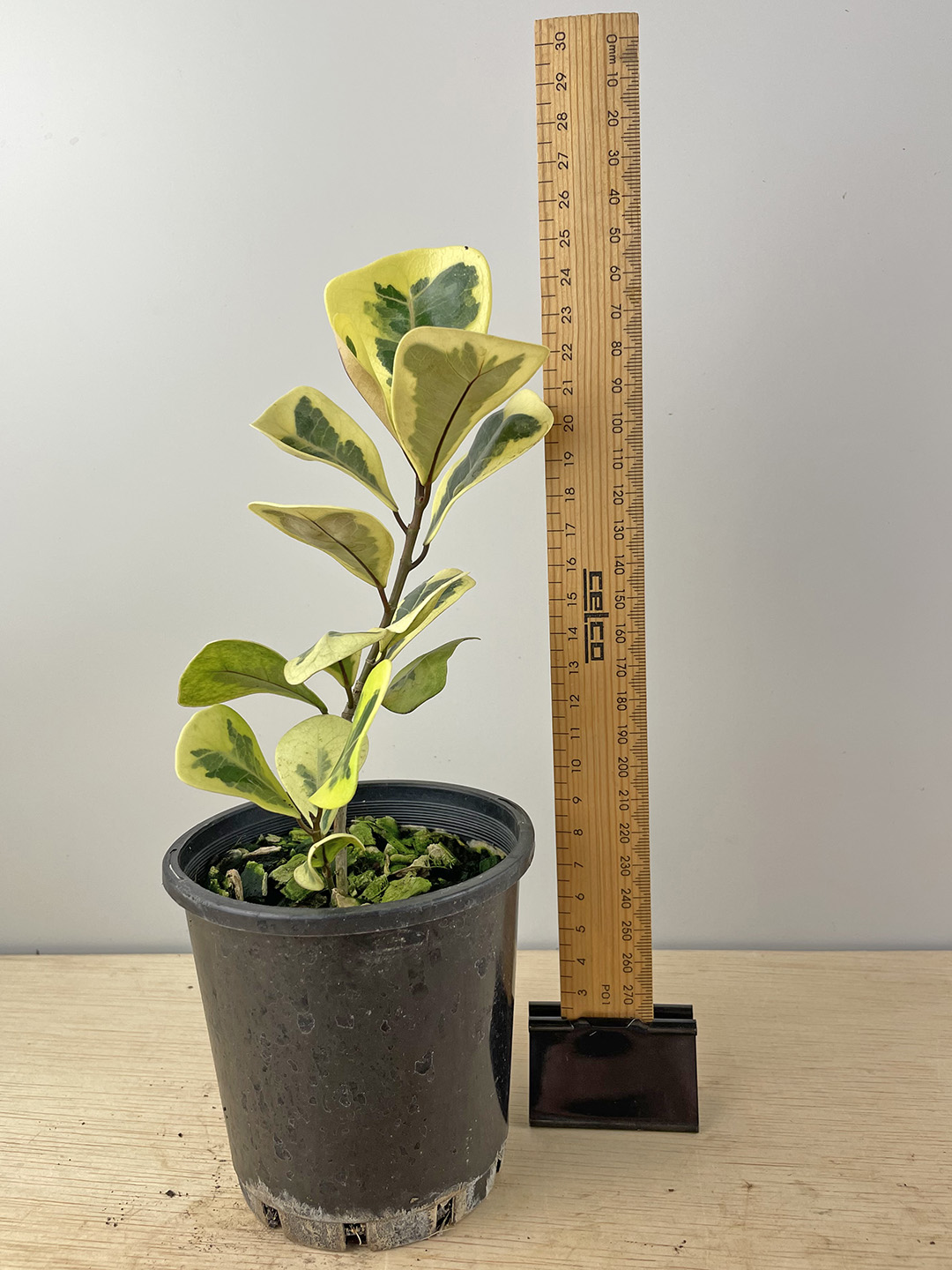 Variegated Ficus triangularis - Odd Spot Plants