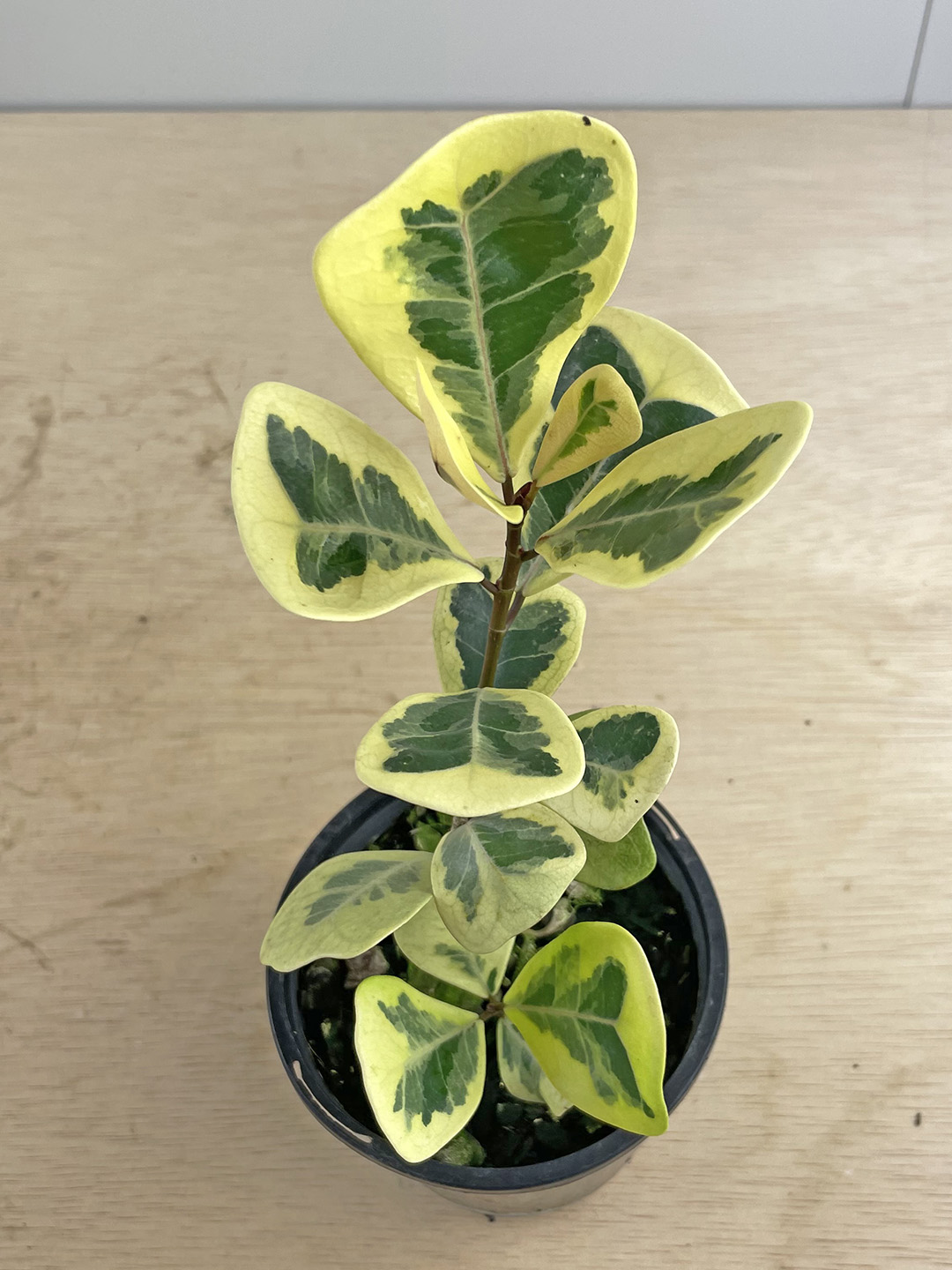 Variegated Ficus triangularis - Odd Spot Plants