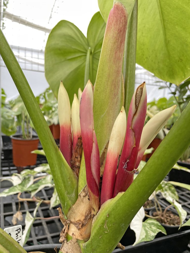 Philodendron rugosum - Odd Spot Plants