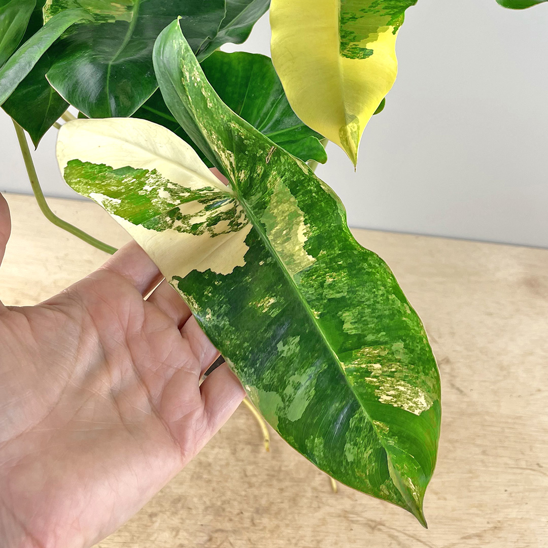 Philodendron burle-marxii variegata - Odd Spot Plants