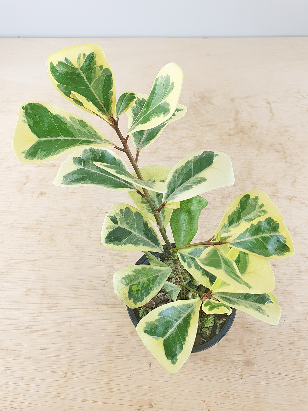 Variegated Ficus triangularis - Odd Spot Plants